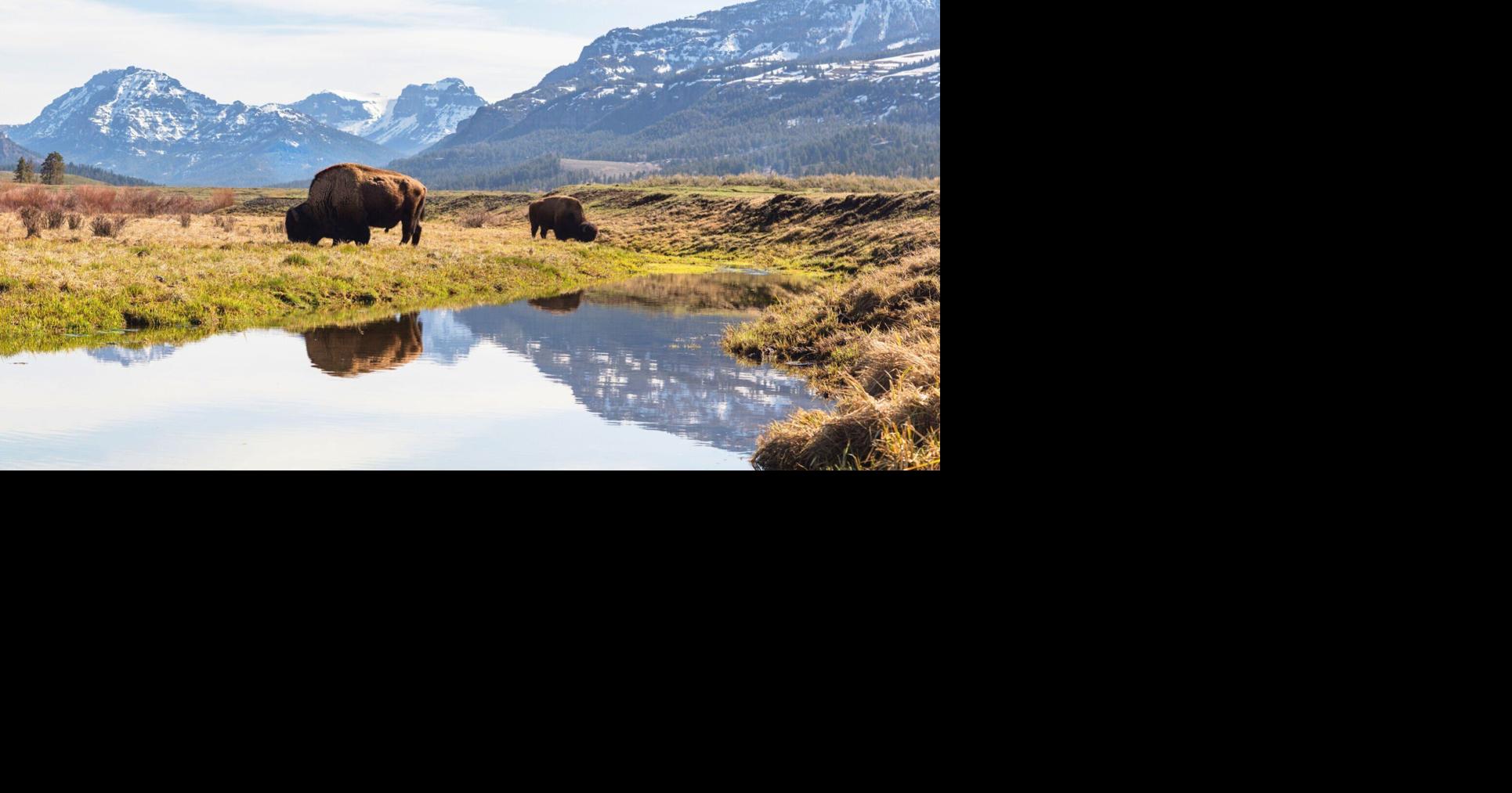 Woman gored by bison in Yellowstone. Incident is second goring this week