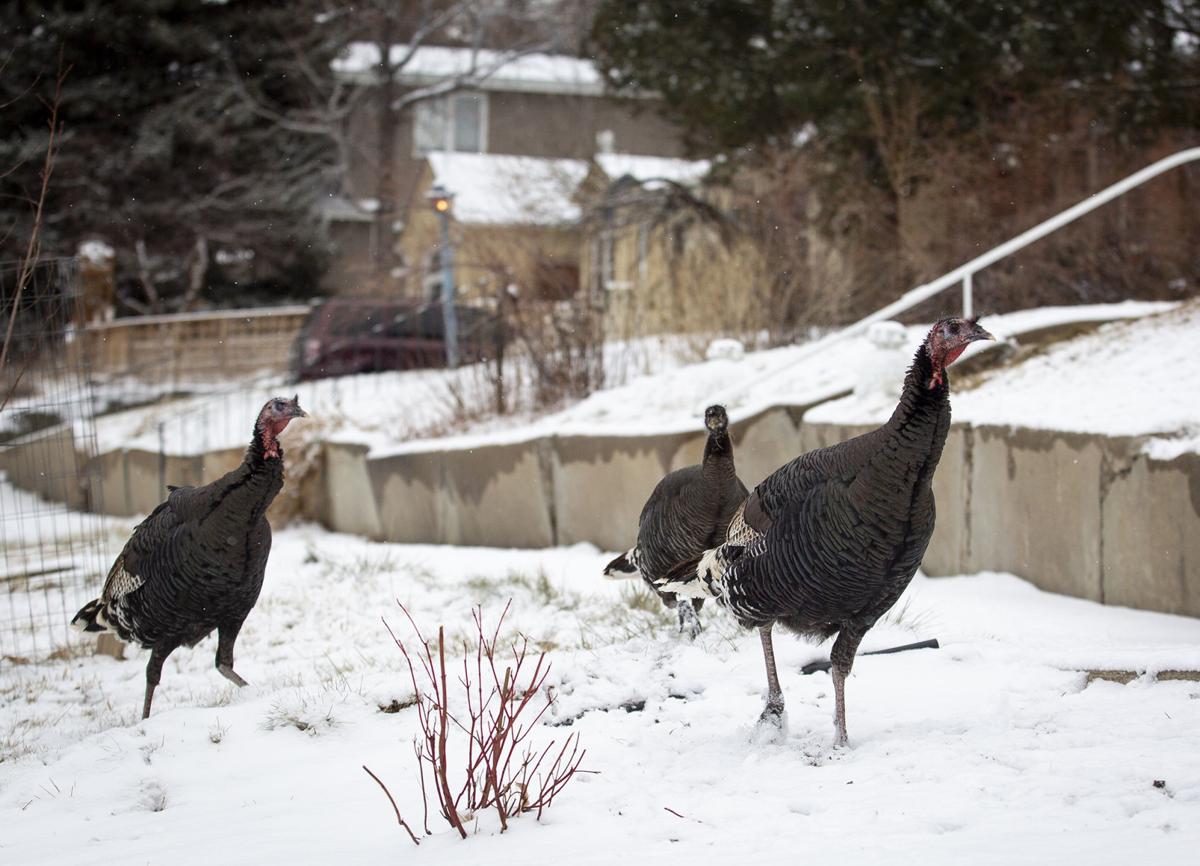 Casper bans turkey, squirrel feeding