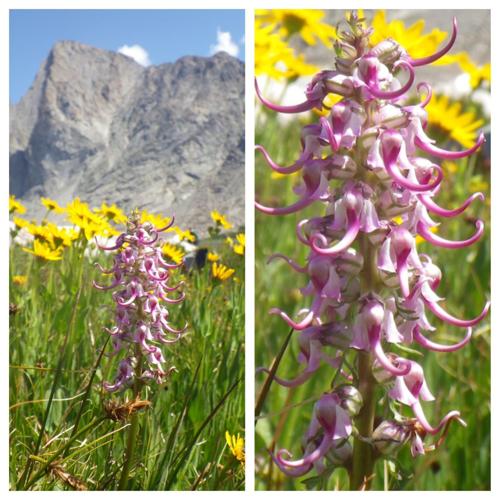 A photo guide to Wyoming wildflowers