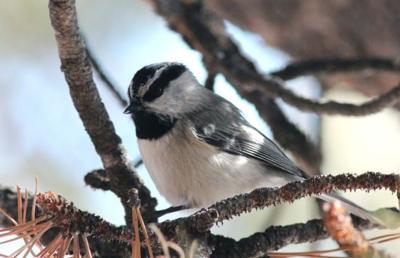 Creature Feature: Mountain chickadee
