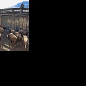 Hundreds of bison sent to slaughter over tribes' objections