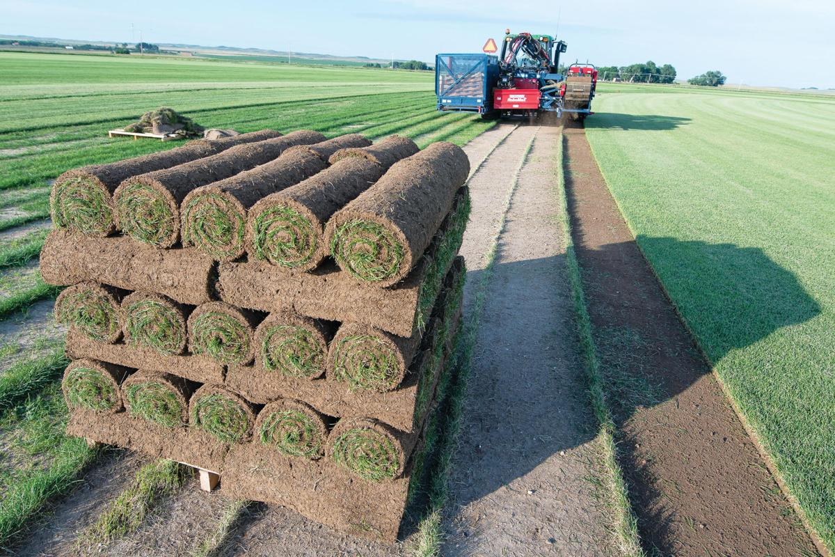 Torrington sod farm prospers with alternative to traditional crops