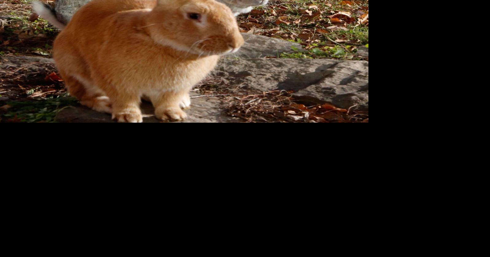 RHDV2 spreads through Wyoming rabbits. WYO G&F seeking help