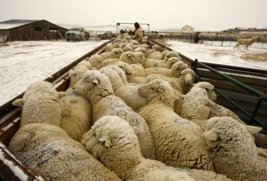 Photos: The life of a Wyoming sheep rancher