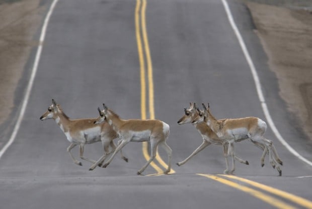 Antelope free to roam