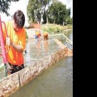 These ducks don't run amok