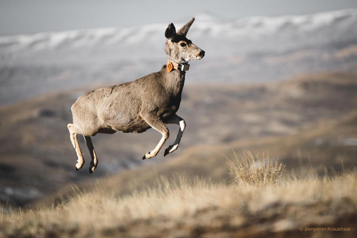 Wyoming Researchers Discovered A Mule Deer Migration Almost 100 Miles Longer Than The Previous