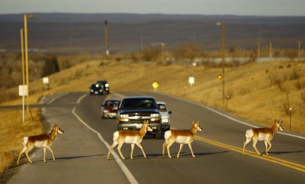 Wyoming bill would legalize collecting roadkill for food