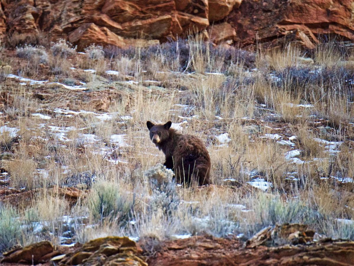 Unaware baby bear fails to den : Warm weather not the primary reason ...