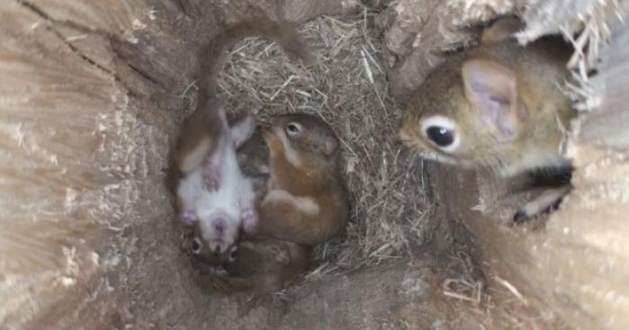 'Squirrel Nest Cam' by Sam Easterson