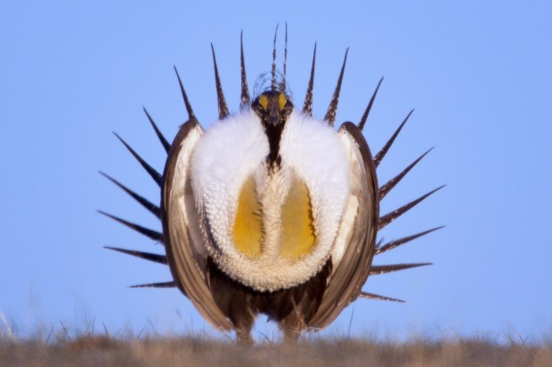 Wyoming Game and Fish Commission keeps sage grouse hunting season