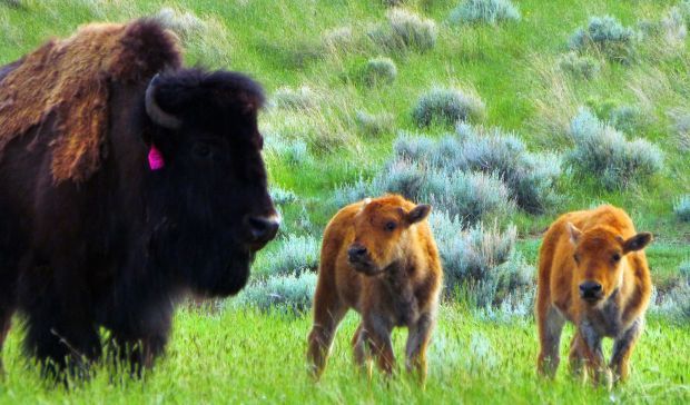 Montana ranch celebrates unusual birth, survival of twin bison calves