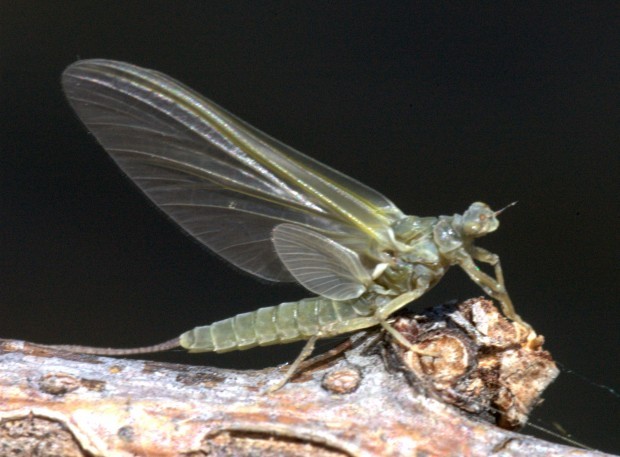 Bugs and their flies