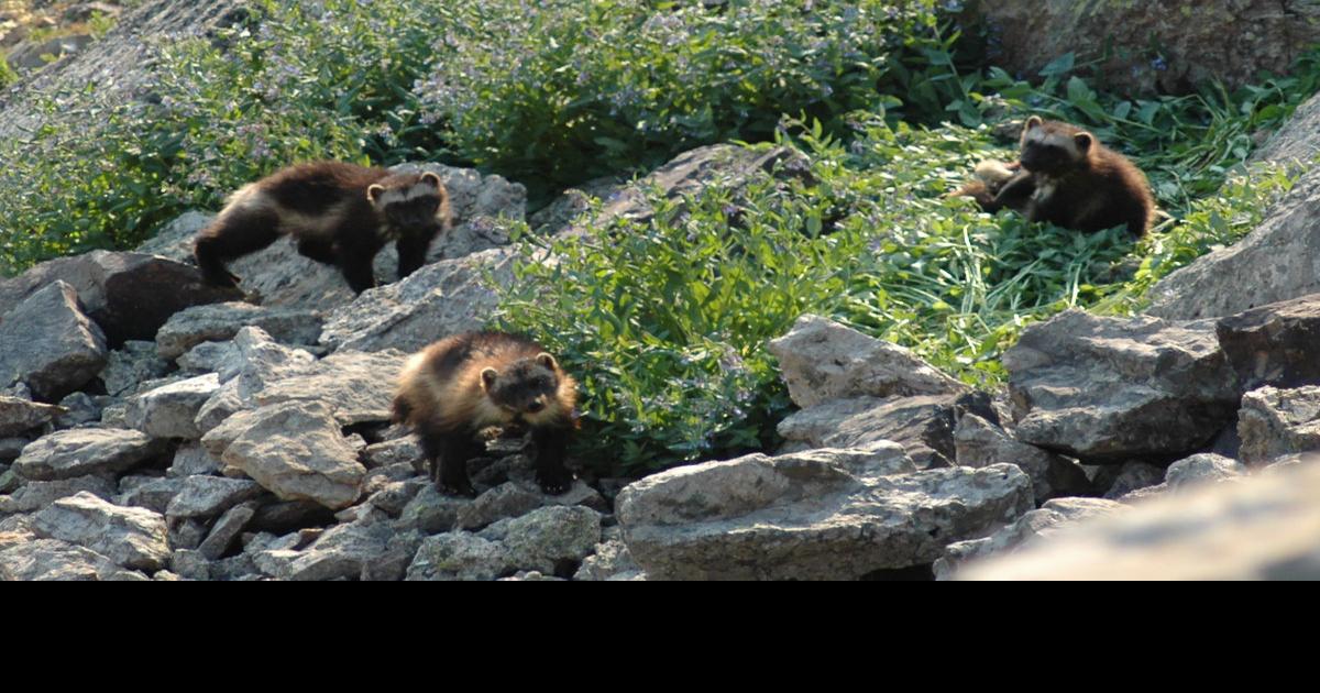 Male and female wolverines documented in the Wind River Range for first ...