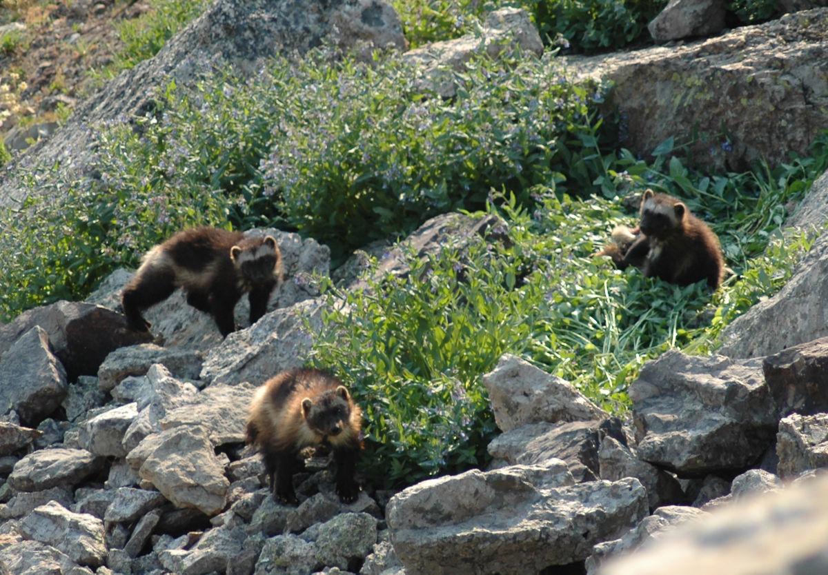 Male and female wolverines documented in the Wind River Range for first ...