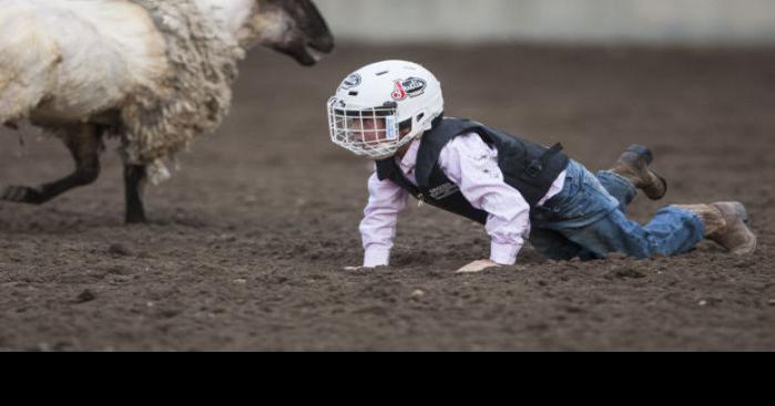 Mutton busting competition heating up at Central Wyoming Rodeo