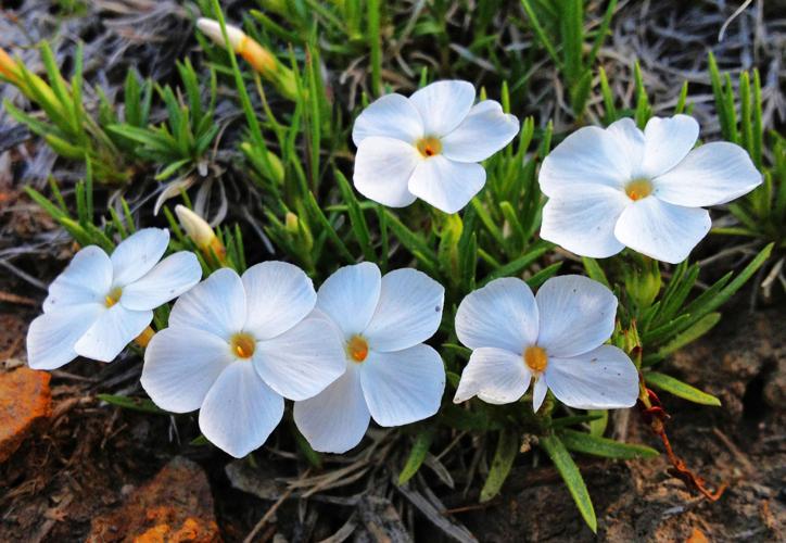 A photo guide to Wyoming wildflowers