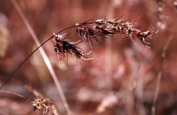 Bulbous bluegrass a problem in northeast Wyoming