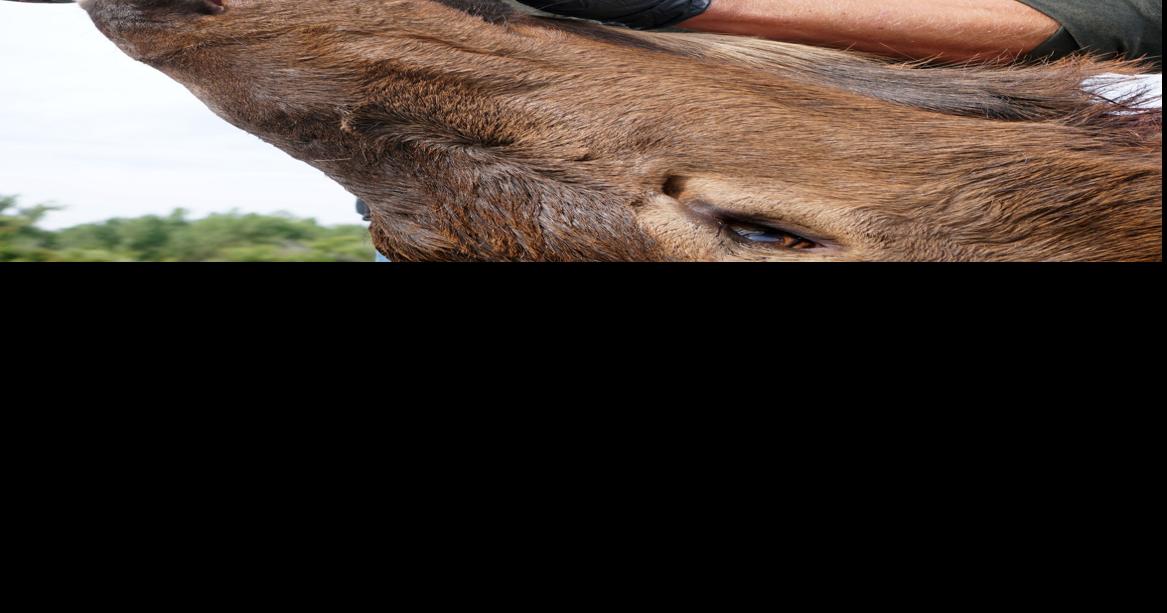 Early results from new study increase concern about spread of CWD to humans