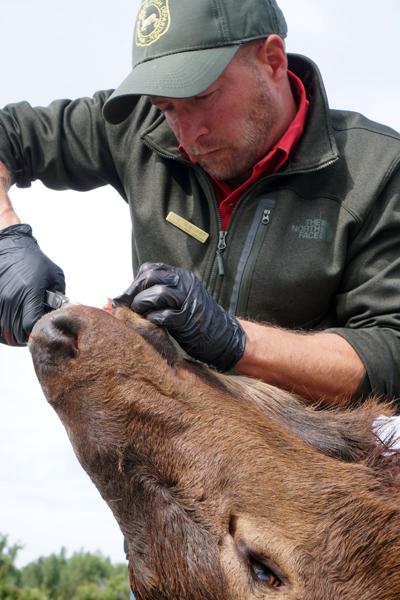 Early results from new study increase concern about spread of CWD to humans