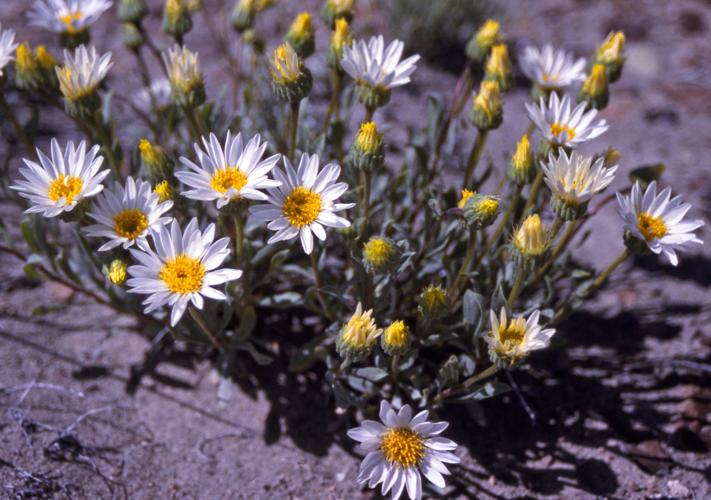 A photo guide to Wyoming wildflowers