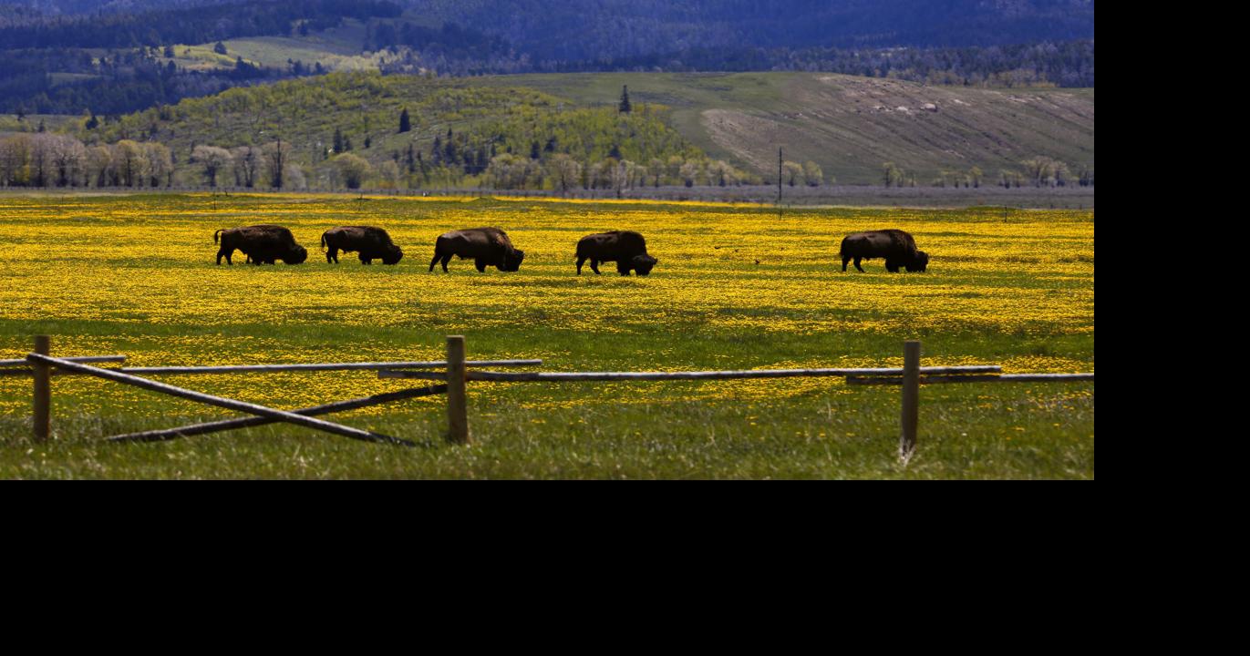 Jackson bison herd learns to avoid hunters by staying close to Grand ...