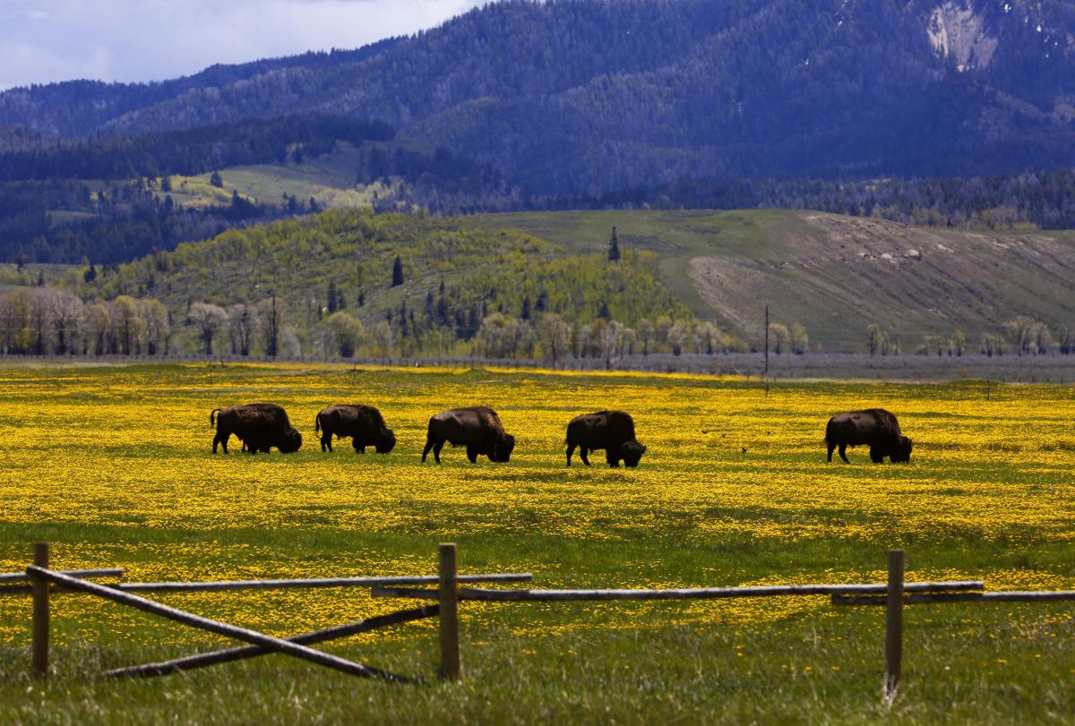 Jackson bison herd learns to avoid hunters by staying close to Grand ...
