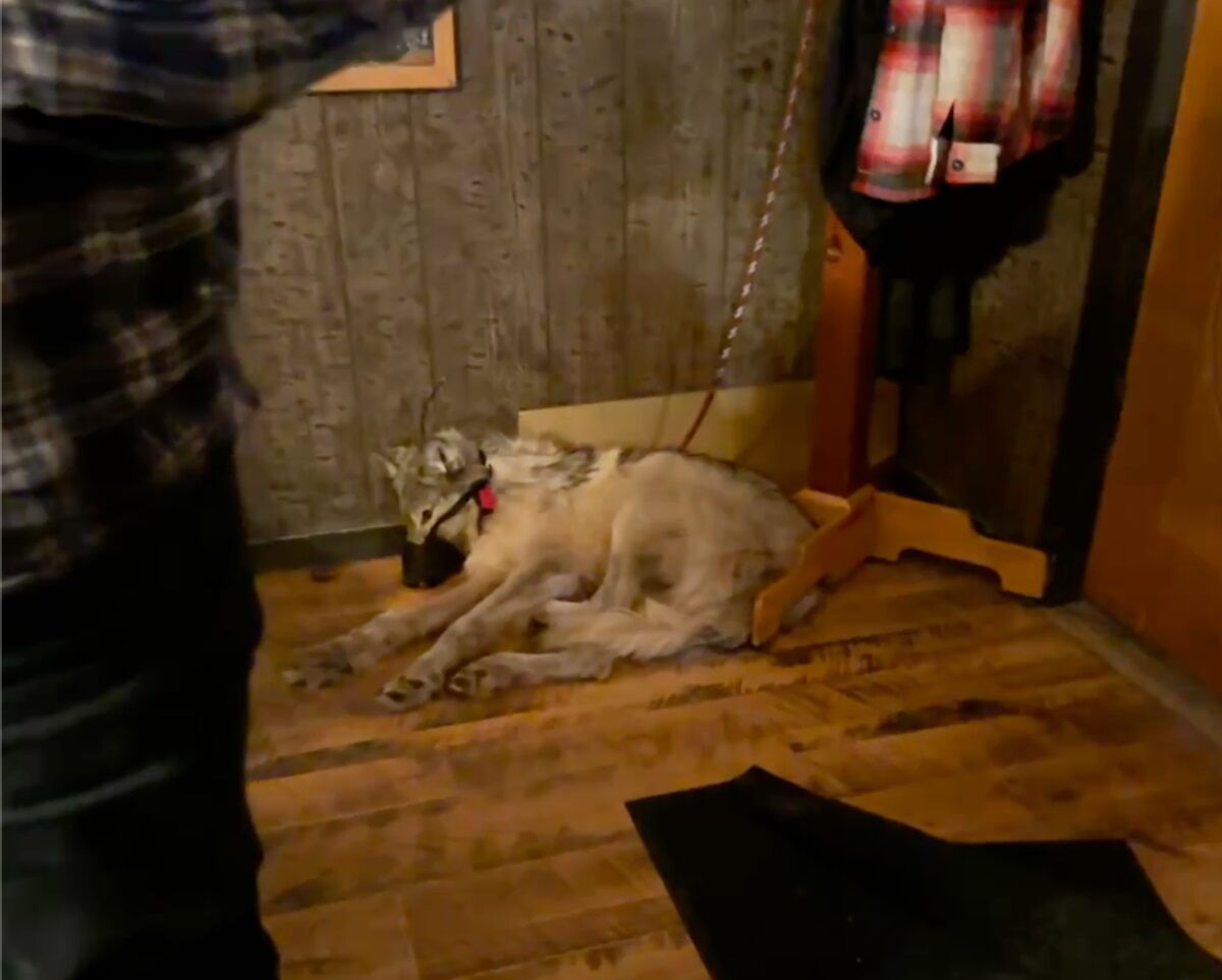 Wyoming wolf policy is cruel and legitimizes violence