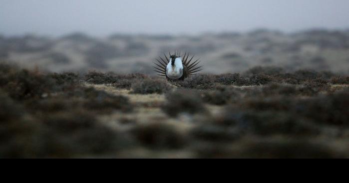 Gallery: Sage Grouse Strut Their Stuff
