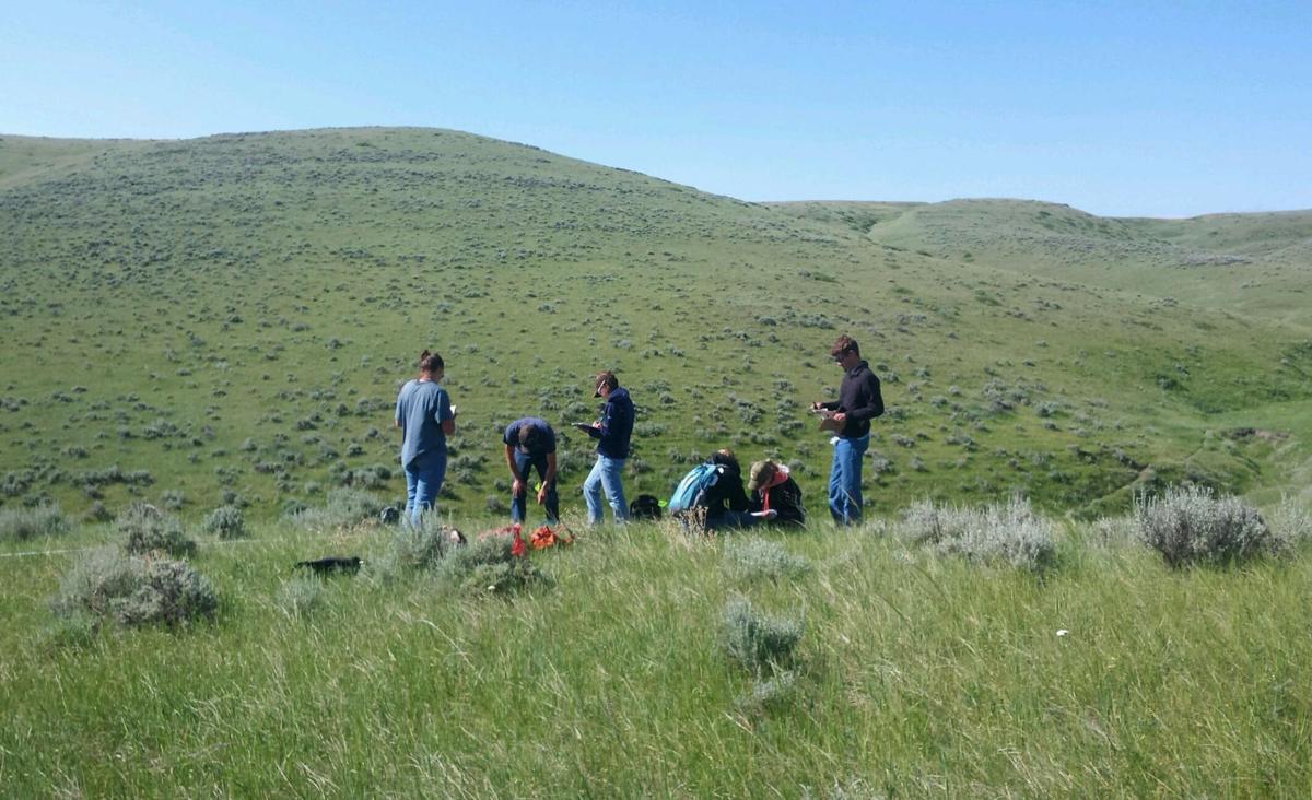 New invasive grass shows up in Wyoming