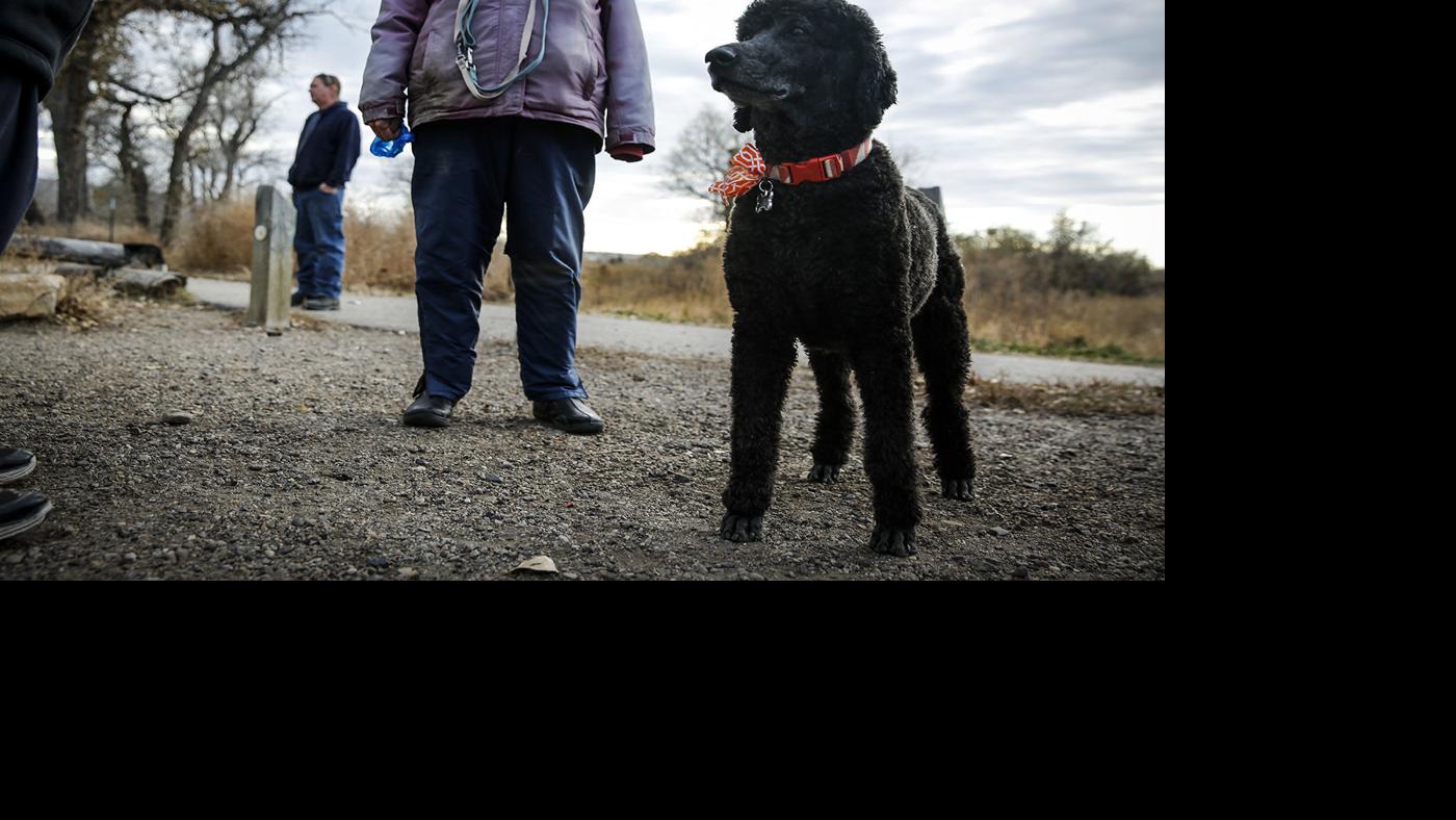 Casper receives 'wide range of feedback' on potential new animal code ...