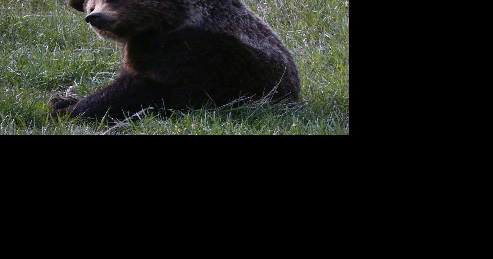 Wyoming bear relocated following cattle depredation