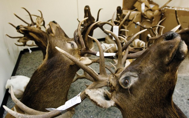 Investigators wrap up one of Wyoming's largest poaching cases