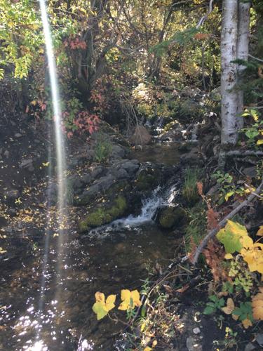Burton: Golden moments of autumn
