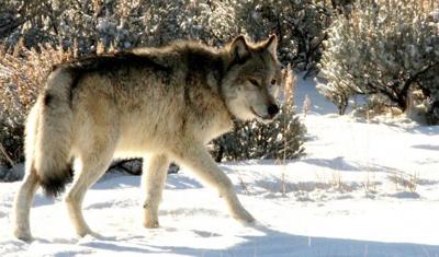 Hunting to resume after Wyoming gains authority over wolves