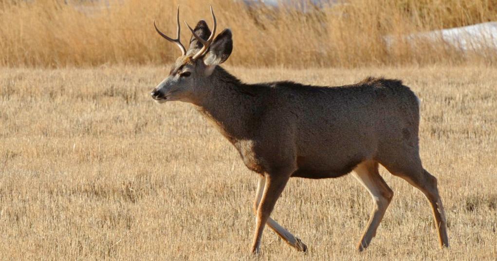 Chronic Wasting Disease report sparks 'Zombie deer' fears