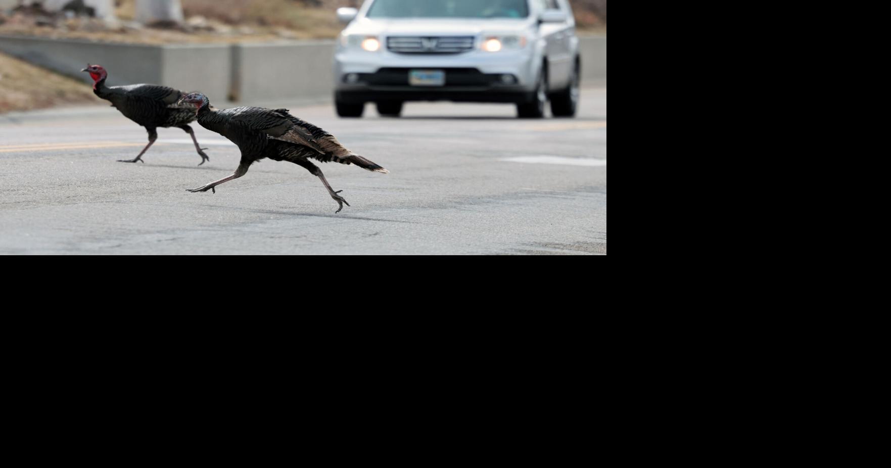 PHOTOS: Flock of turkeys in Casper