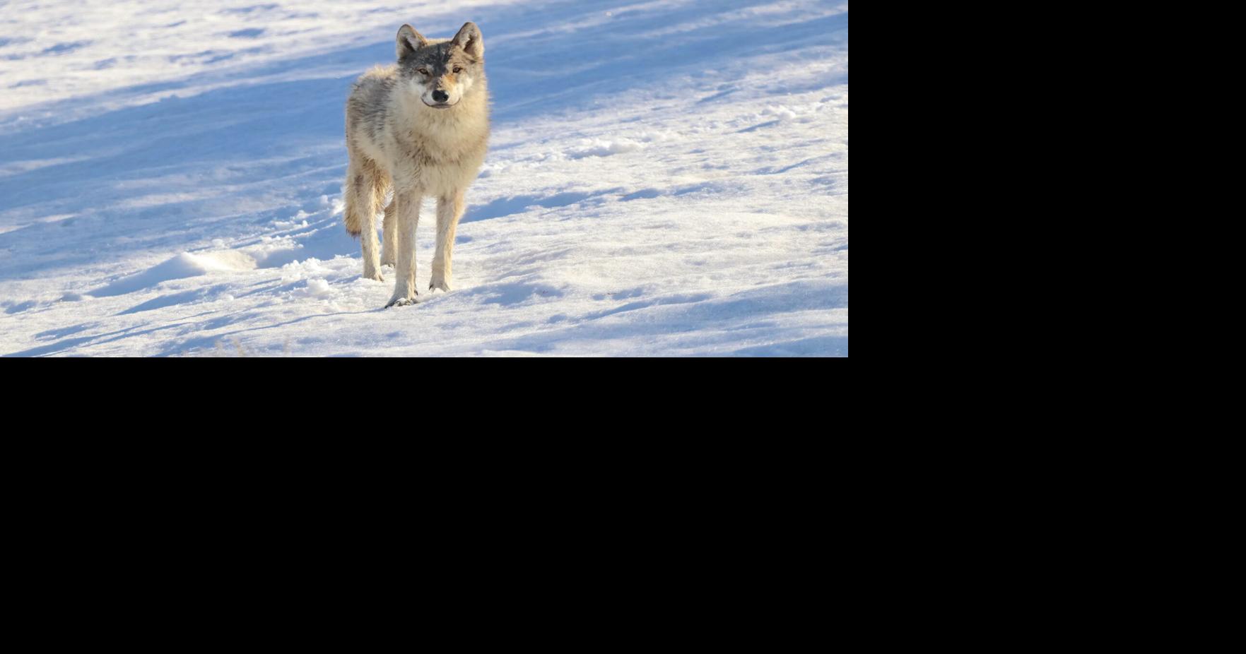 What’s it take to kill a Wyoming wolf?