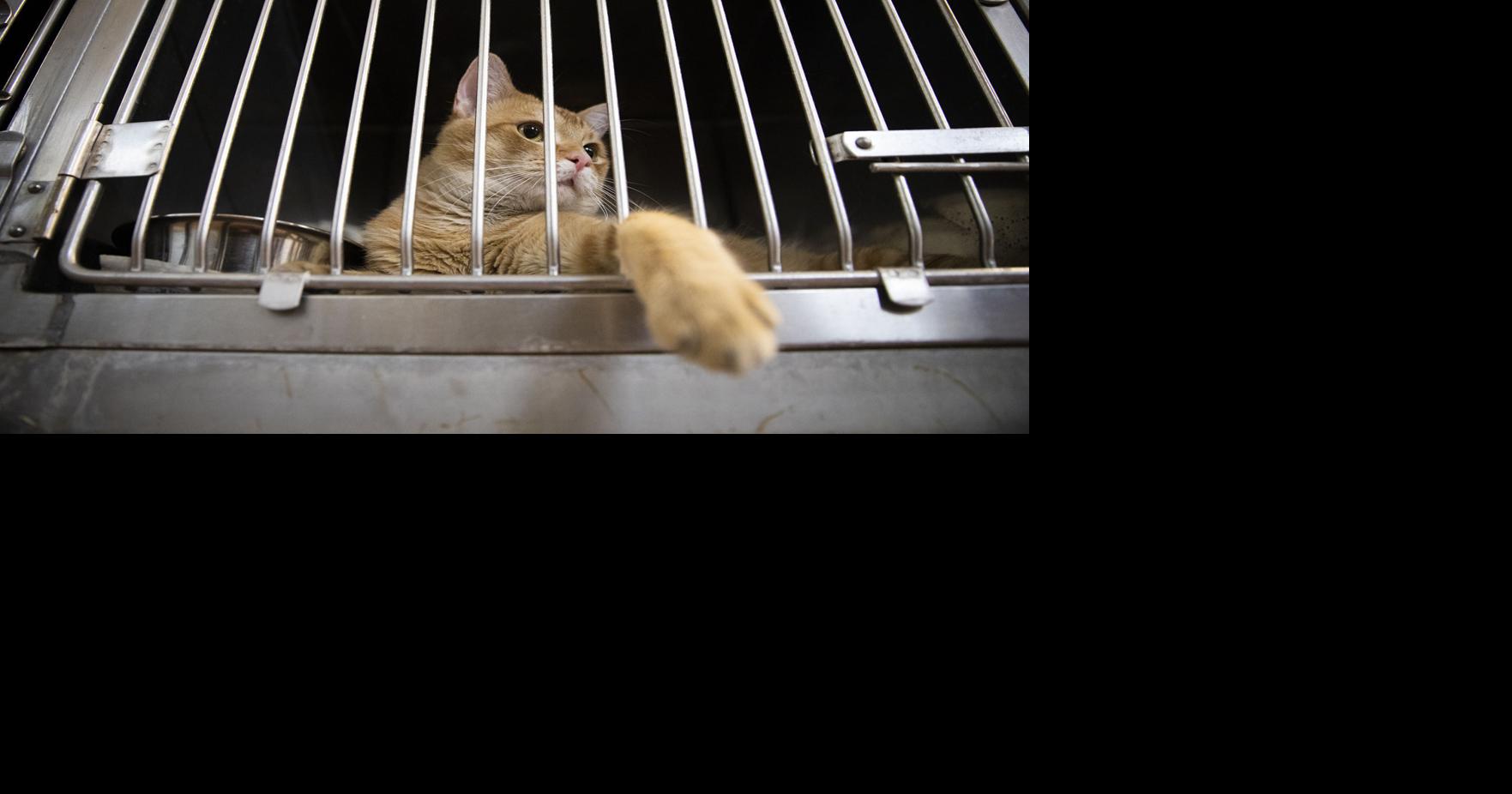 Metro working with community group on TNR program