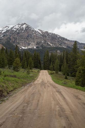Feds to stock cows in lieu of sheep in parts of Gros Ventre Range