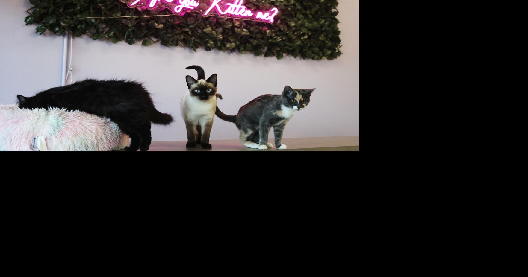 PHOTOS: Inside Wyoming's first-ever Whiskers and Meows Cat Cafe
