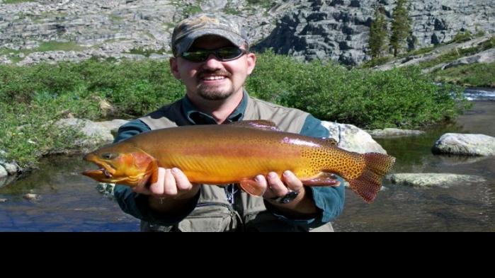 Golden trout | | trib.com