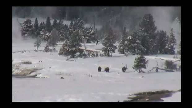 [Video] Bigfoot in Yellowstone National Park? Yeah, we're skeptical too