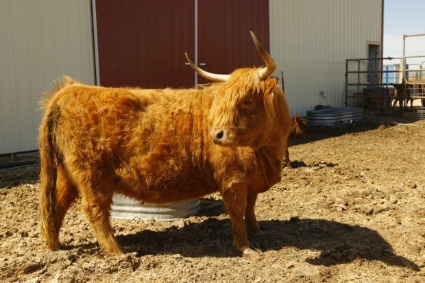 Highland beef fills niche