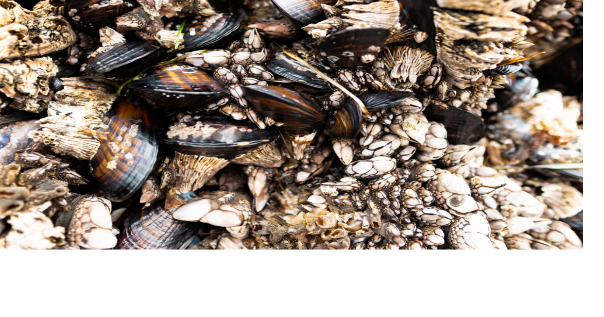 UW research helps native mussel species