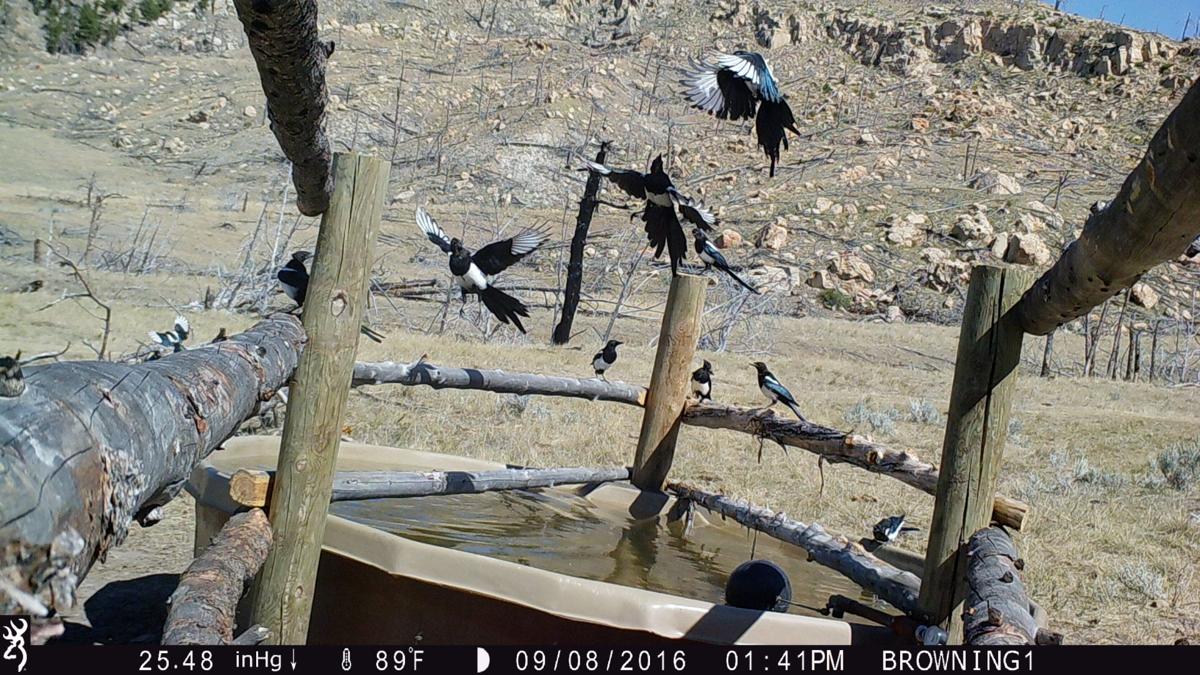 "Guzzlers" provide water for wildlife across arid Wyoming | Open Spaces ...