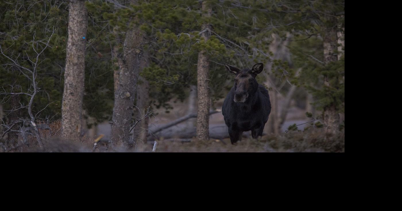 Jury decides moose kill was self-defense