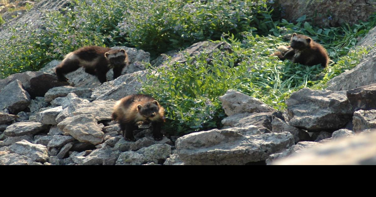 Western states monitor wolverines as feds consider a listing