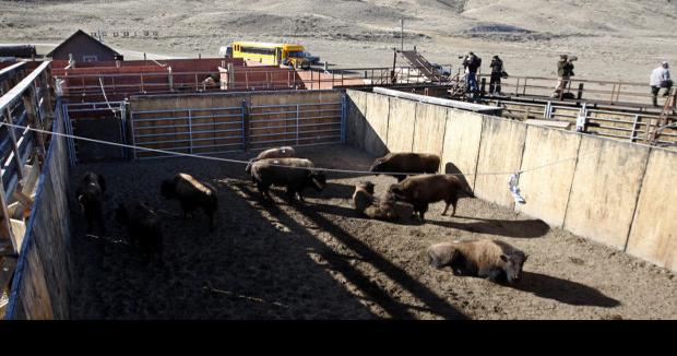 Yellowstone bison captured for slaughter at controversial facility