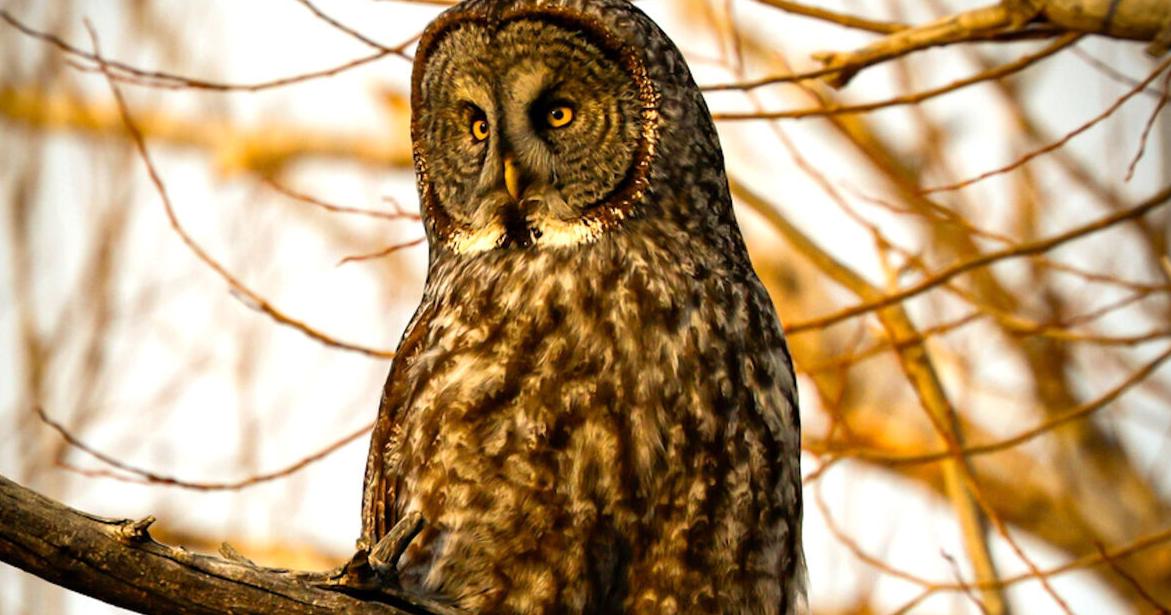 After great gray owl dies in vehicle collision, wildlife advocates push ...